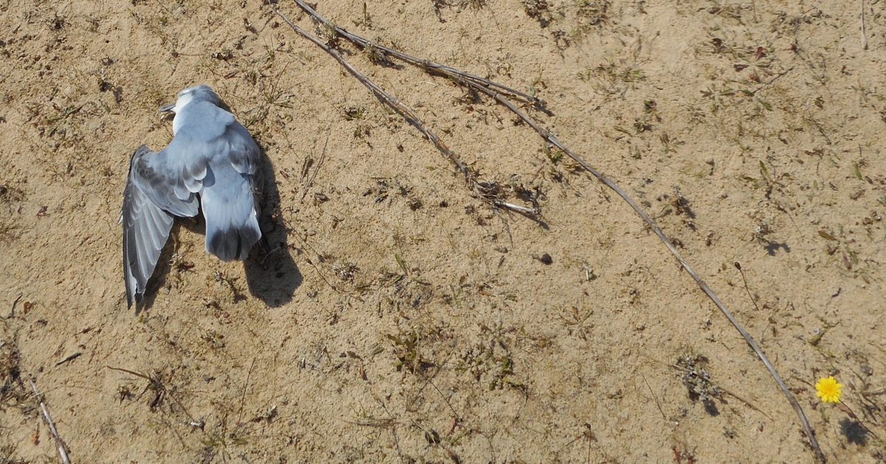 Forestier Peninsula: Lagoon Bay and Two Mile Beach, Bangor – Tasmanian ...