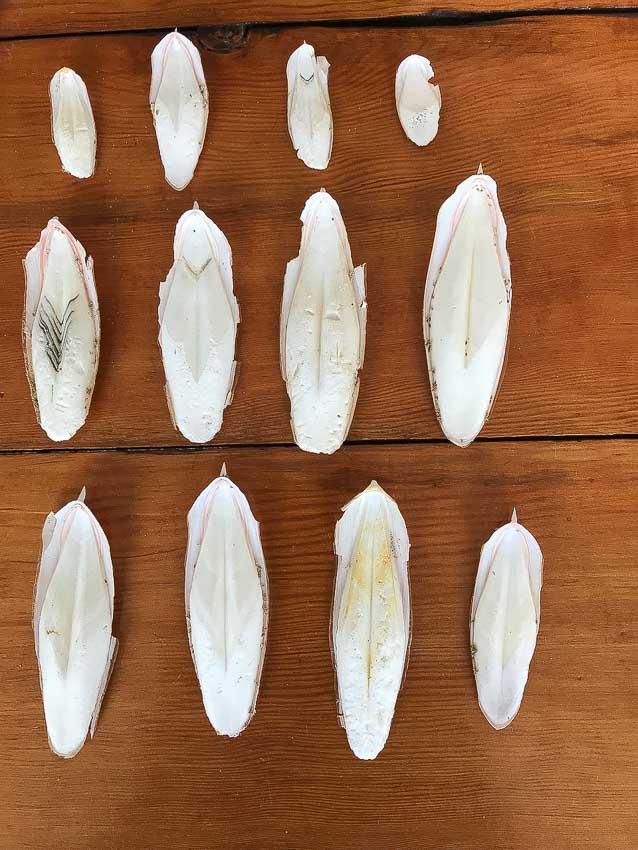 A Physical Oxymoron: the Cuttlefish – Tasmanian Beaches: Exploring the ...